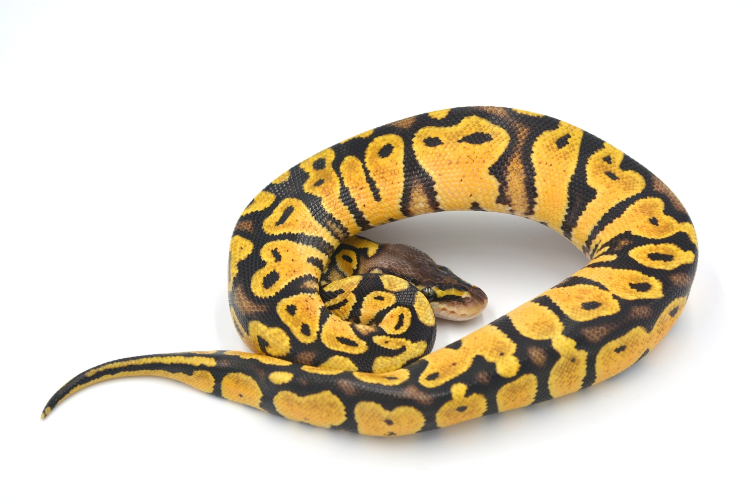 Pastel 100% Het Paint Ball Python by Wreck room snakes - MorphMarket