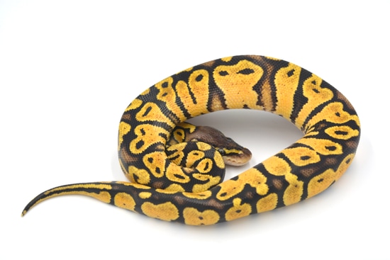 Pastel 100% Het Paint Ball Python by Wreck room snakes