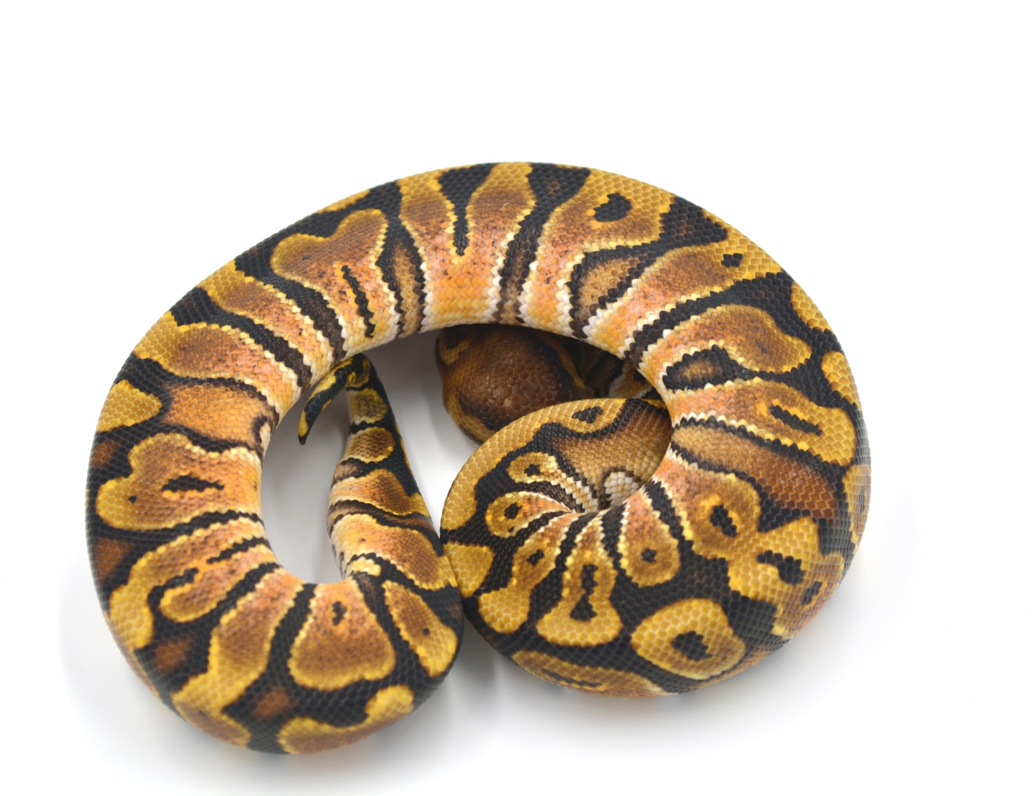 Fire Hidden Gene Woma 100% Het Paint Ball Python by Wreck room snakes ...