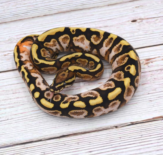 Calico Fire Spotnose-hold Back Ball Python by Wreck room snakes