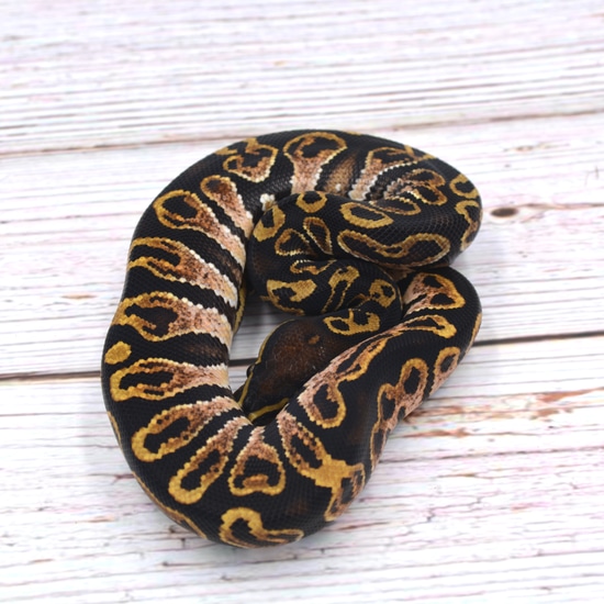 Blitz Ball Python by Wreck room snakes