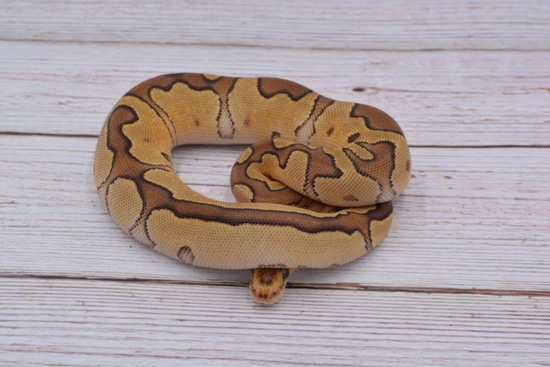 Fire Cinnamon Enchi Clown 100% Het Desert Ghost-hold Back Ball Python ...