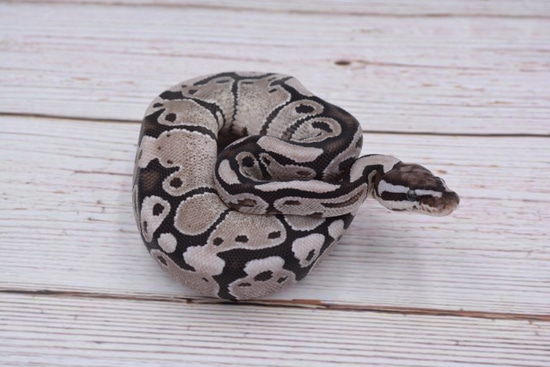 Vanilla Or Fire Axanthic (VPI) Ball Python by Wreck room snakes