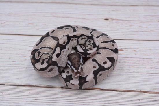 Vanilla Or Fire Axanthic (VPI) Ball Python by Wreck room snakes