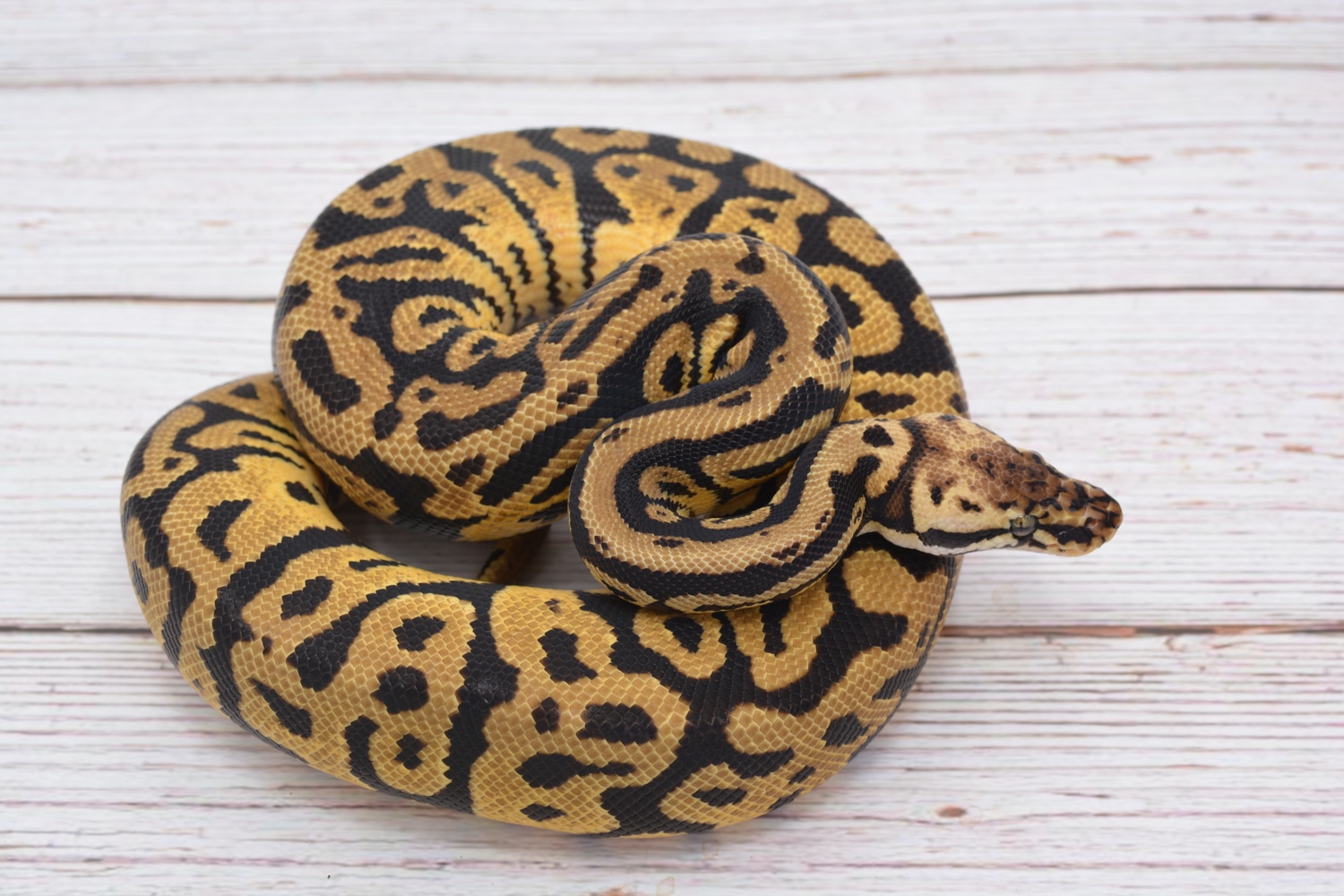 Pastel Spotnose Acid Ball Python by Wreck room snakes - MorphMarket
