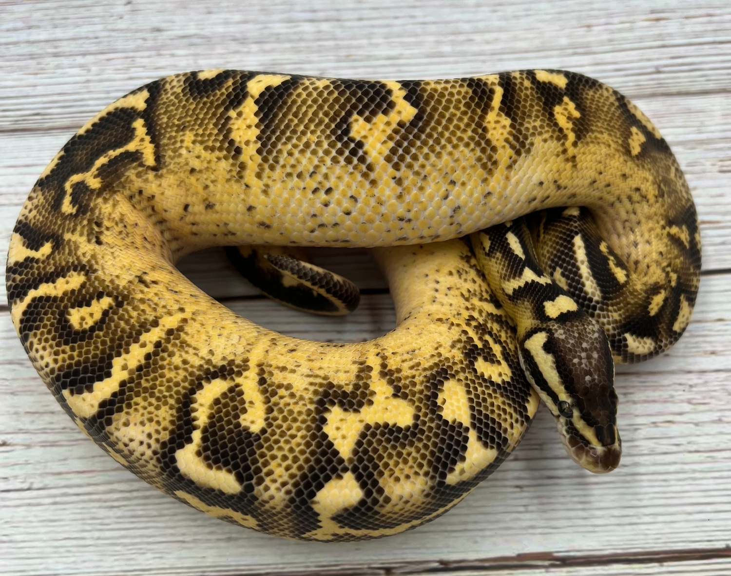 Pastel Super Gravel Ball Python by Wreck room snakes - MorphMarket