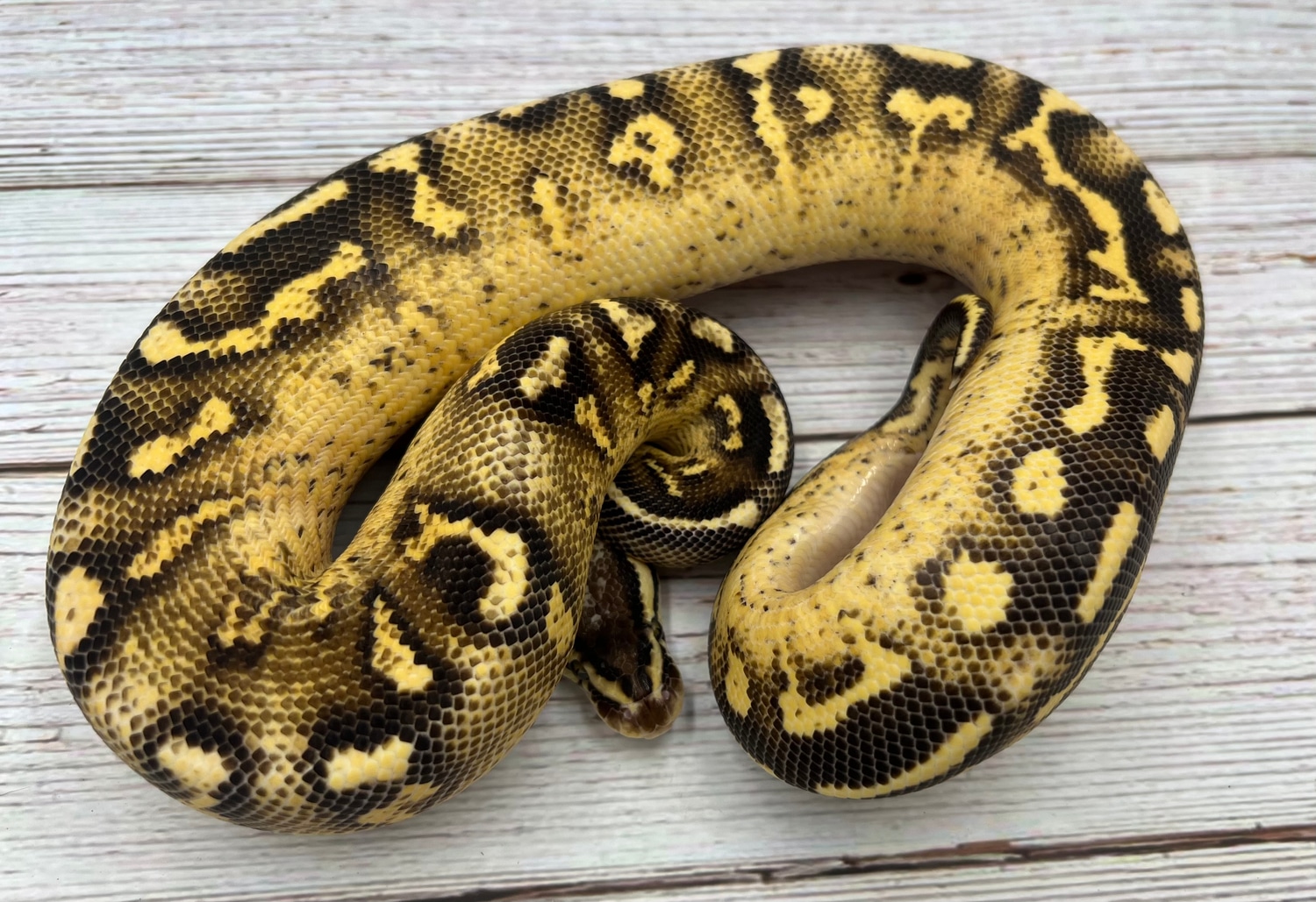 Pastel Super Gravel Ball Python by Wreck room snakes - MorphMarket