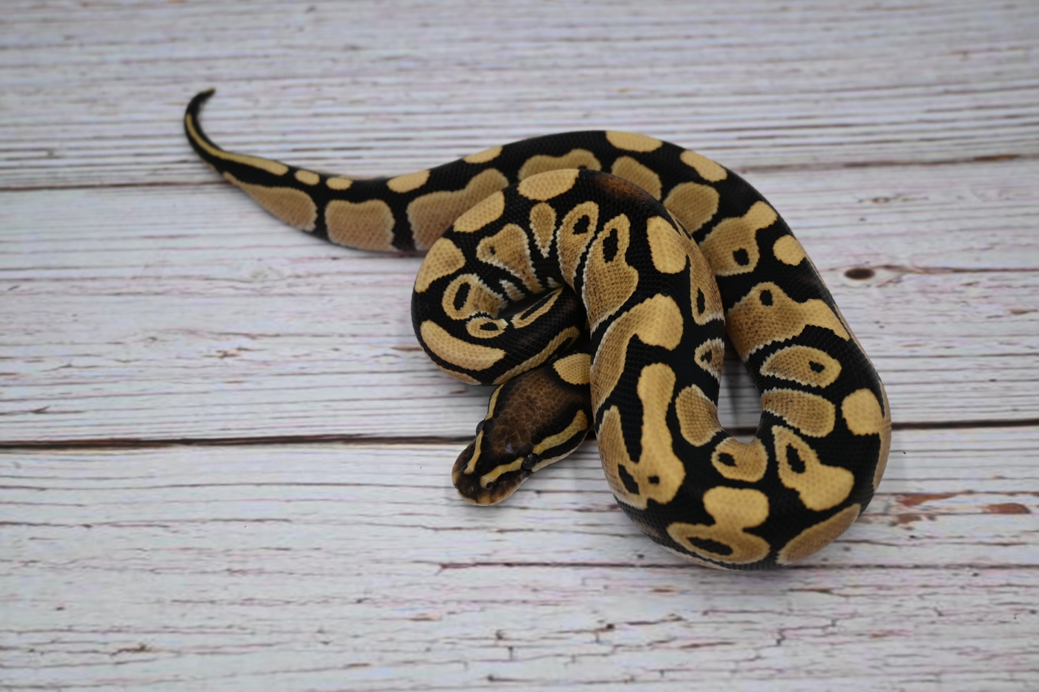 Desert Ghost Ball Python by Wreck room snakes - MorphMarket
