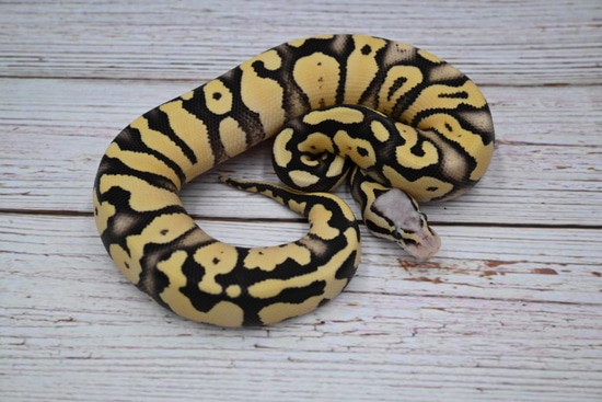 Firefly Desert Ghost Ball Python by Wreck room snakes