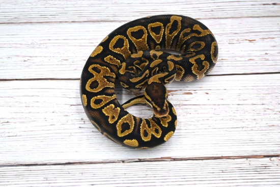 Yellow Belly 100% Het Paint-2 Ball Python by Wreck room snakes