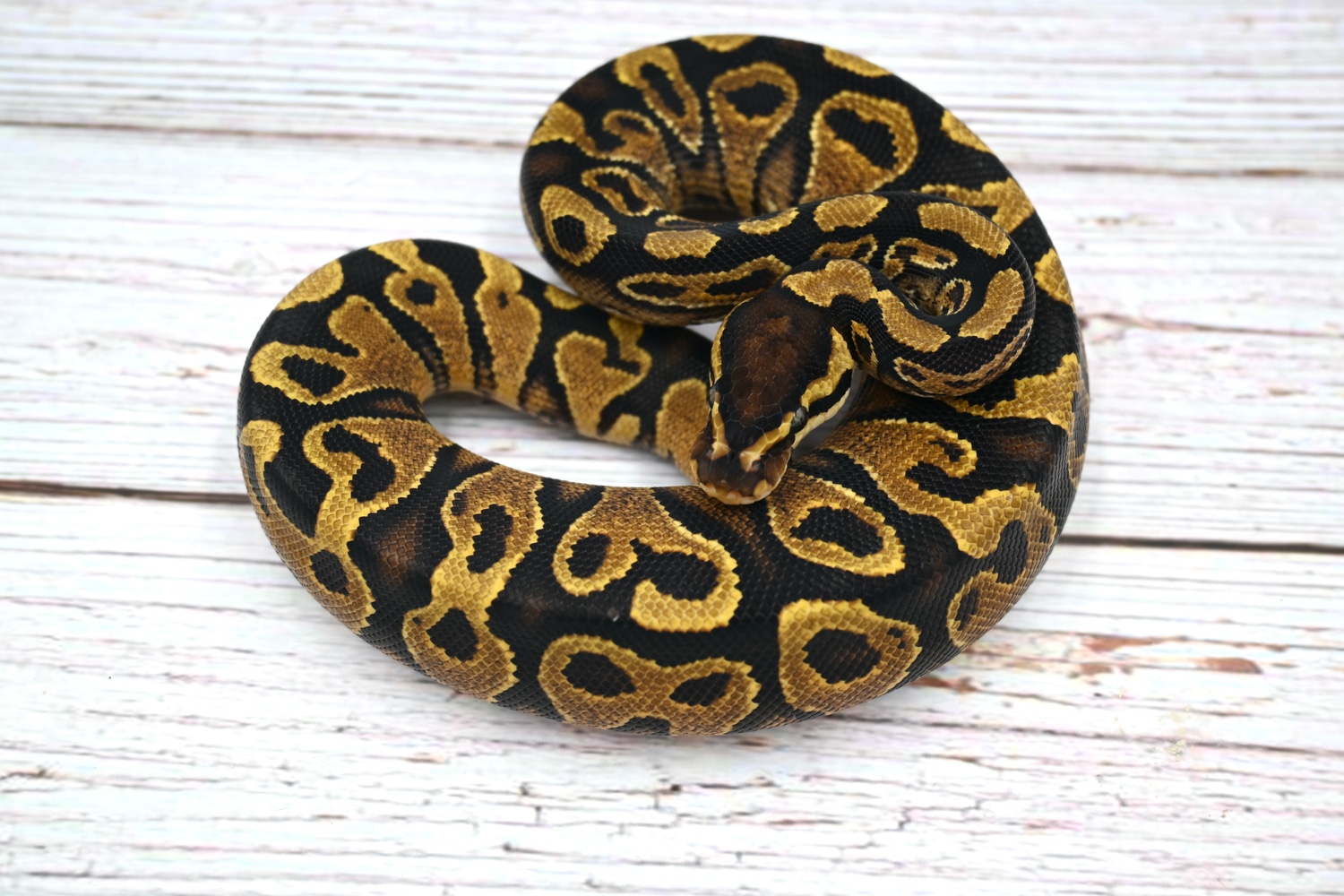 Yellow Belly 100% Het Paint Ball Python by Wreck room snakes - MorphMarket