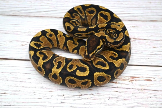 Yellow Belly 100% Het Paint Ball Python by Wreck room snakes