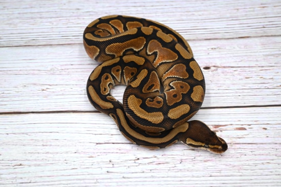 Cinnamon Enchi 100% Het Clown 100% Het Desert Ghost Ball Python by ...