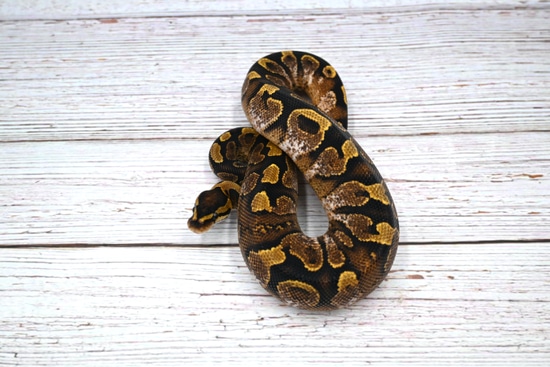 Calico Yellow Belly 100% Het Paint Ball Python by Wreck room snakes