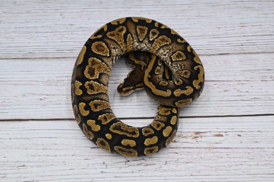 Paint Ball Python by Wreck room snakes
