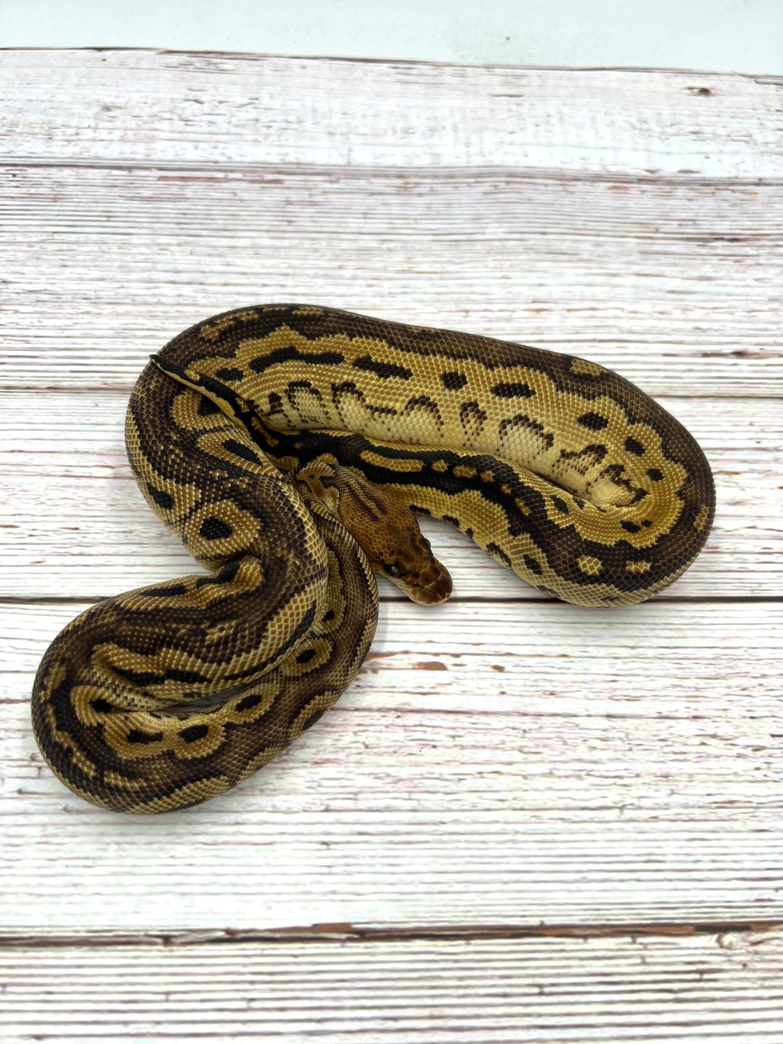 Bongo Clown Ball Python by Wreck room snakes - MorphMarket