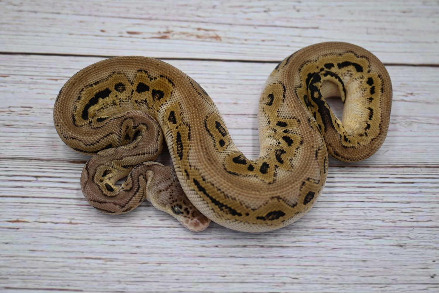 Pastel Bongo Clown Ball Python by Wreck room snakes - MorphMarket
