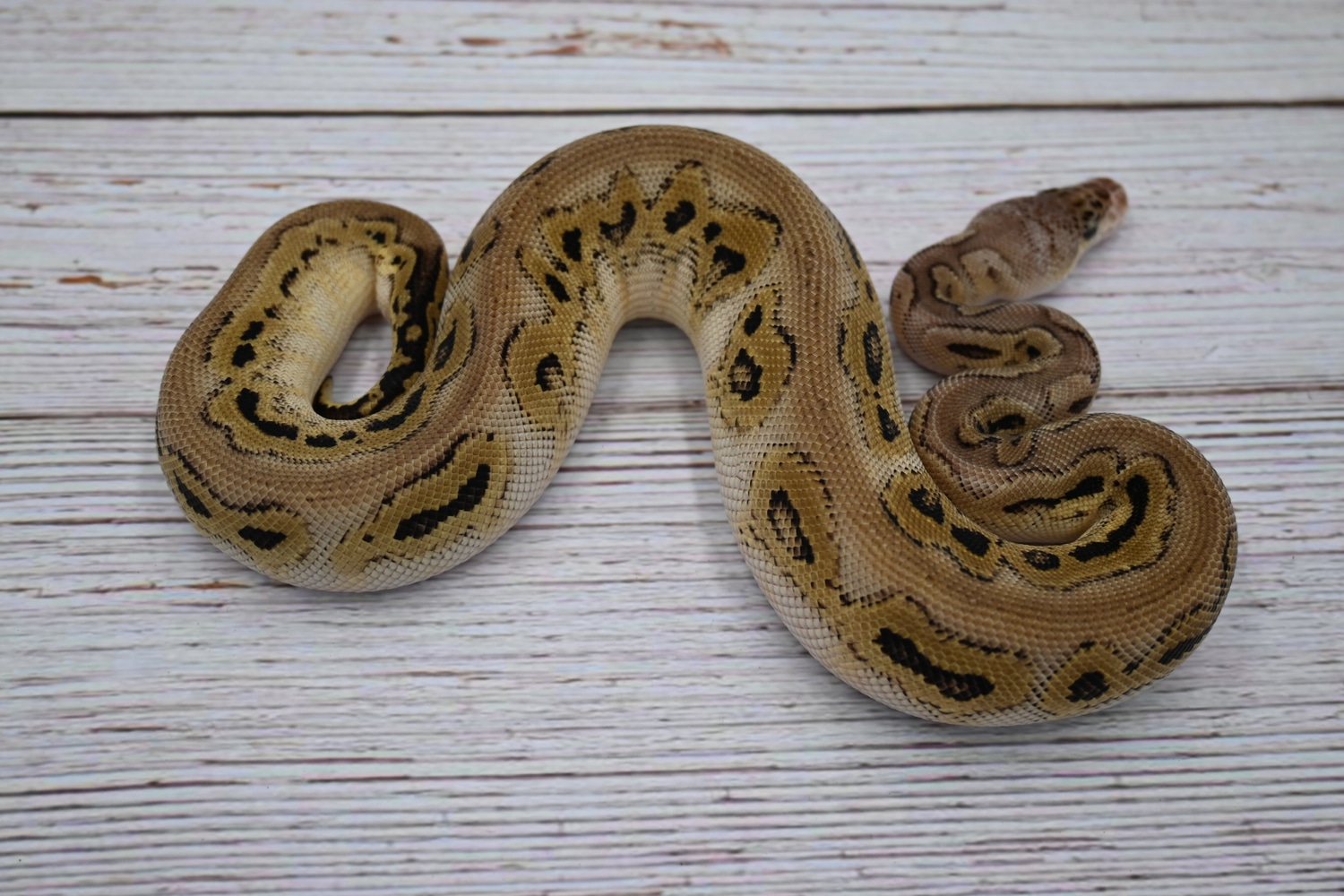 Pastel Bongo Clown Ball Python by Wreck room snakes - MorphMarket
