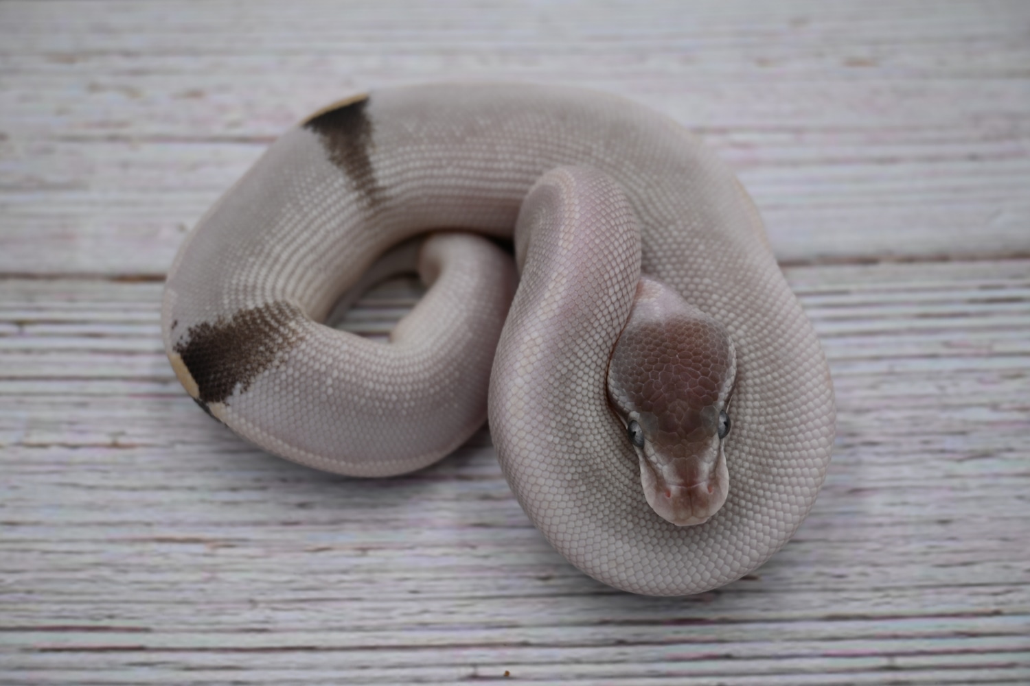 Mystic Potion Paradox Ball Python by Wreck room snakes - MorphMarket