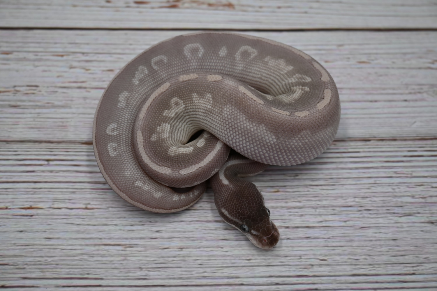 Mystic Potion Ball Python by Wreck room snakes - MorphMarket