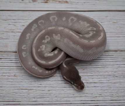 Enchi Mystic Potion Ball Python by Worona Reptiles - MorphMarket