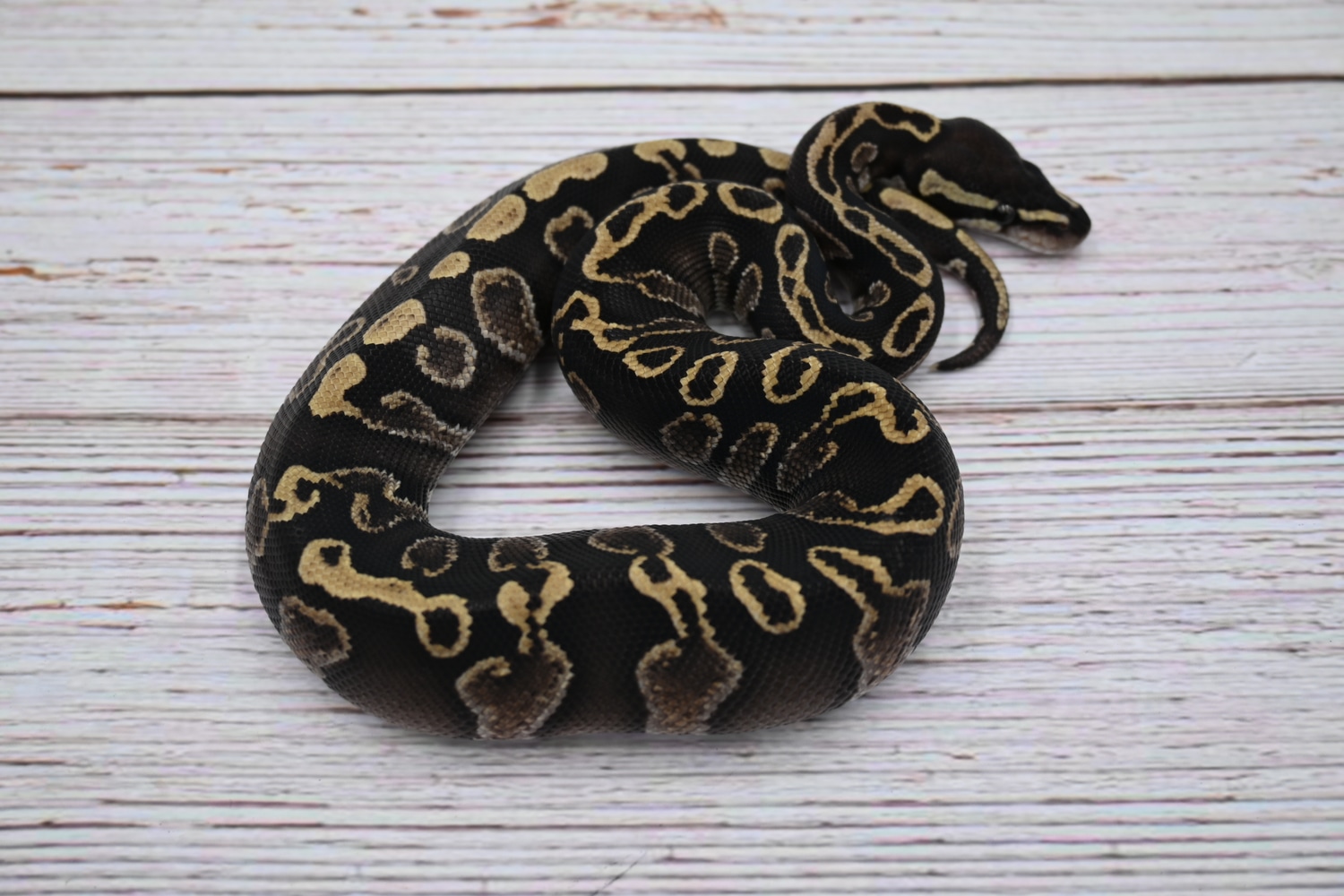 GHI Mystic Or Mojave Ball Python by Wreck room snakes - MorphMarket