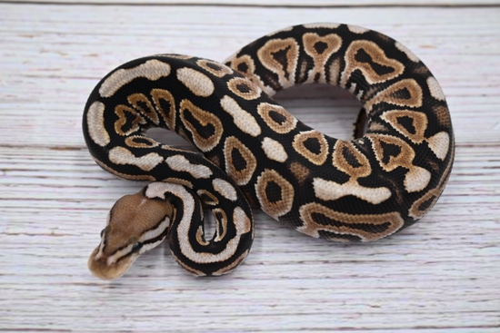 Firemon Spotnose 100% Doube Het Hypo Clown Ball Python by Wreck room snakes