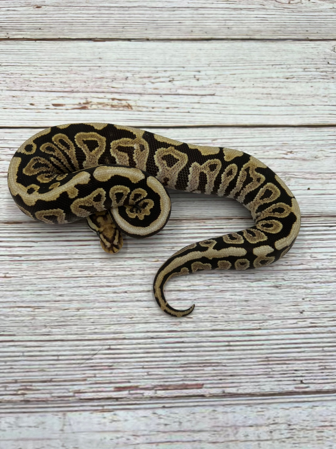 Fire Spotnose 100% Het Clown Ball Python by Wreck room snakes - MorphMarket