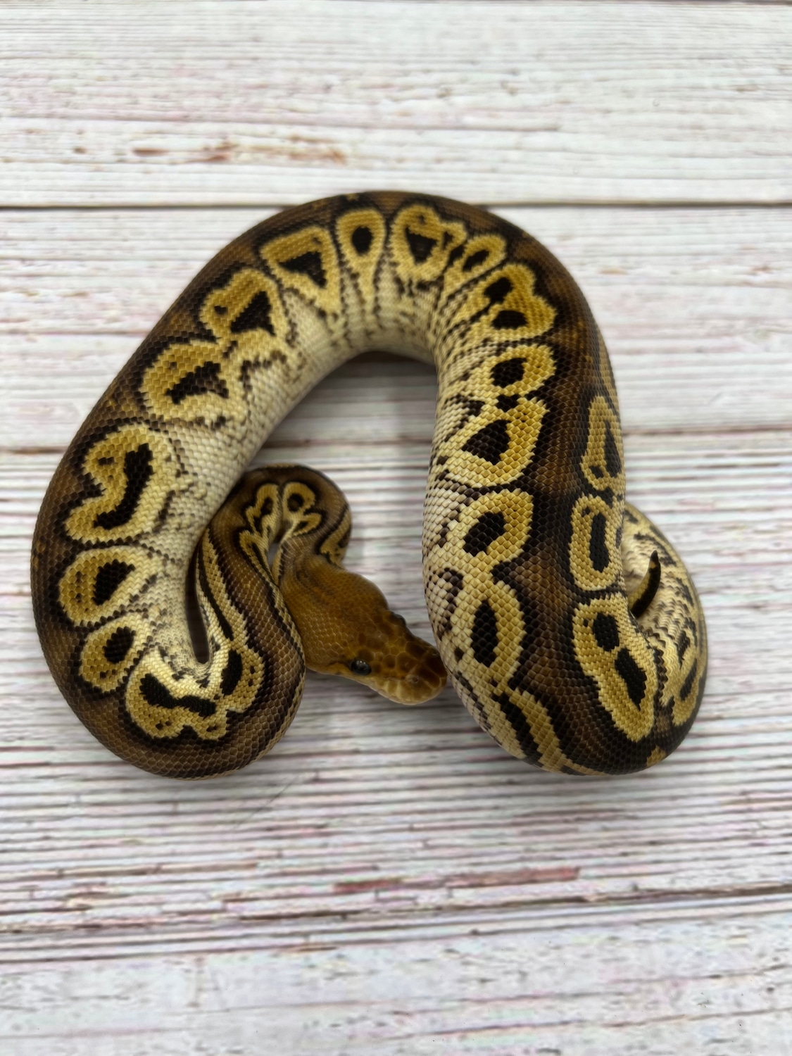 Bongo Clown Ball Python by Wreck room snakes - MorphMarket