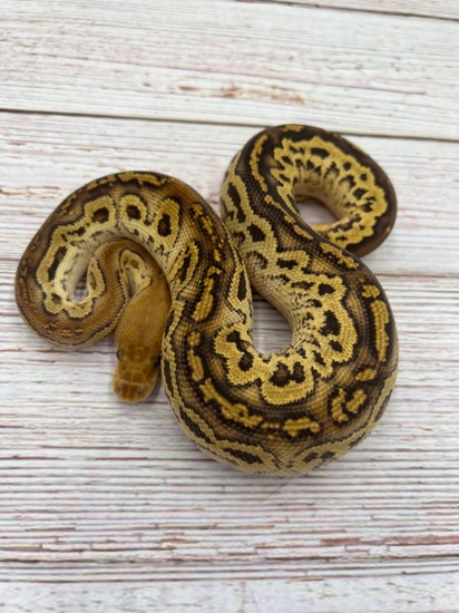 Bongo Fire Clown Ball Python by Wreck room snakes