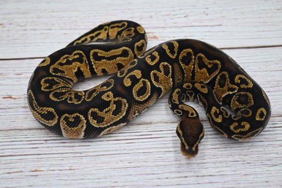 Blitz 100% Het Paint Ball Python by Wreck room snakes