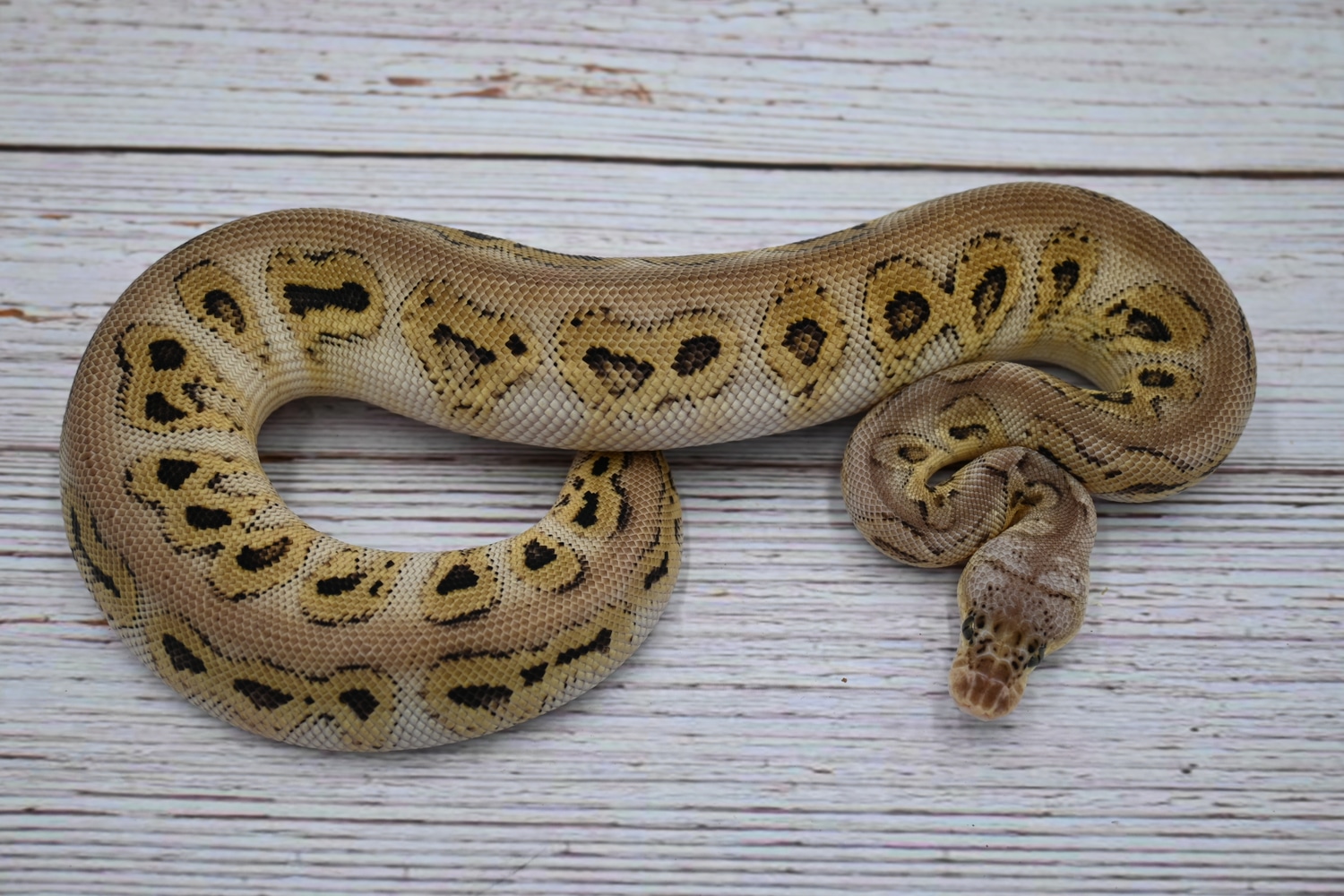 Bongo Pastel Clown Ball Python by Wreck room snakes - MorphMarket