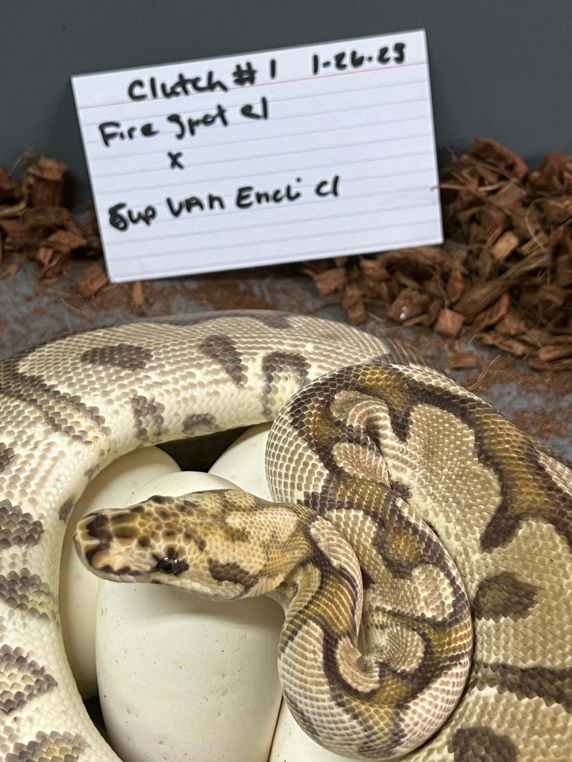 Ball Python Clutch: 23-01-supvanenchiclwnfirespotclwn by Wreck room ...