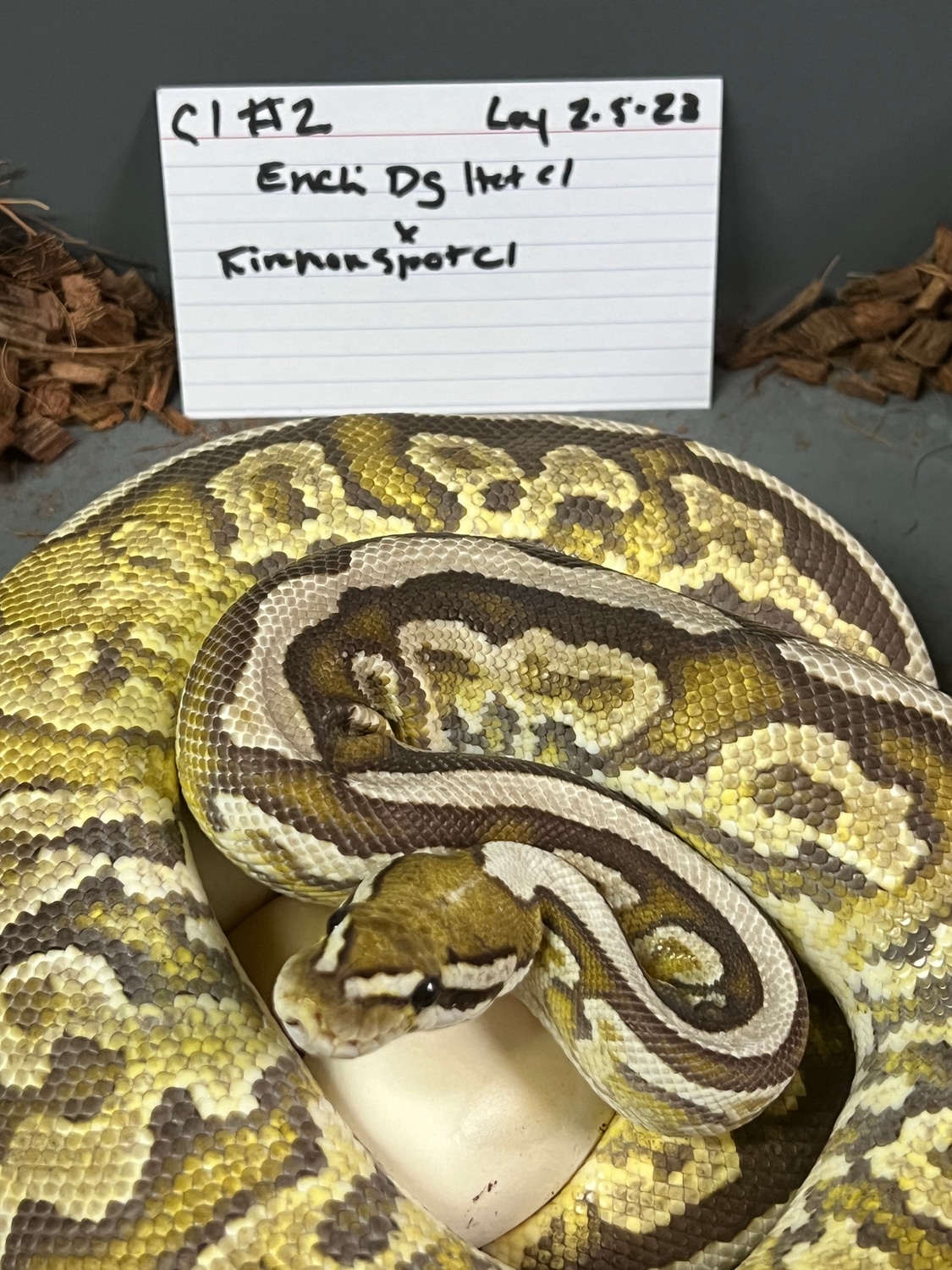 Ball Python Clutch: 23-02-enchidghetclwnfiremonspothetclwn by Wreck ...