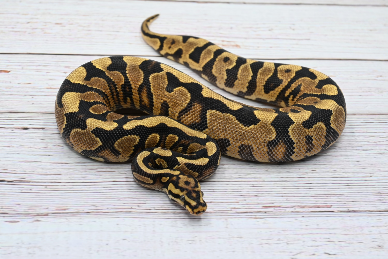 Spotnose Yellow Belly 50% Het Piebald Ball Python by Wreck room snakes ...