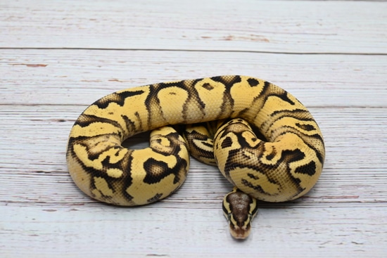 Firefly Yellow Belly Het Desert Ghost Ball Python by Wreck room snakes