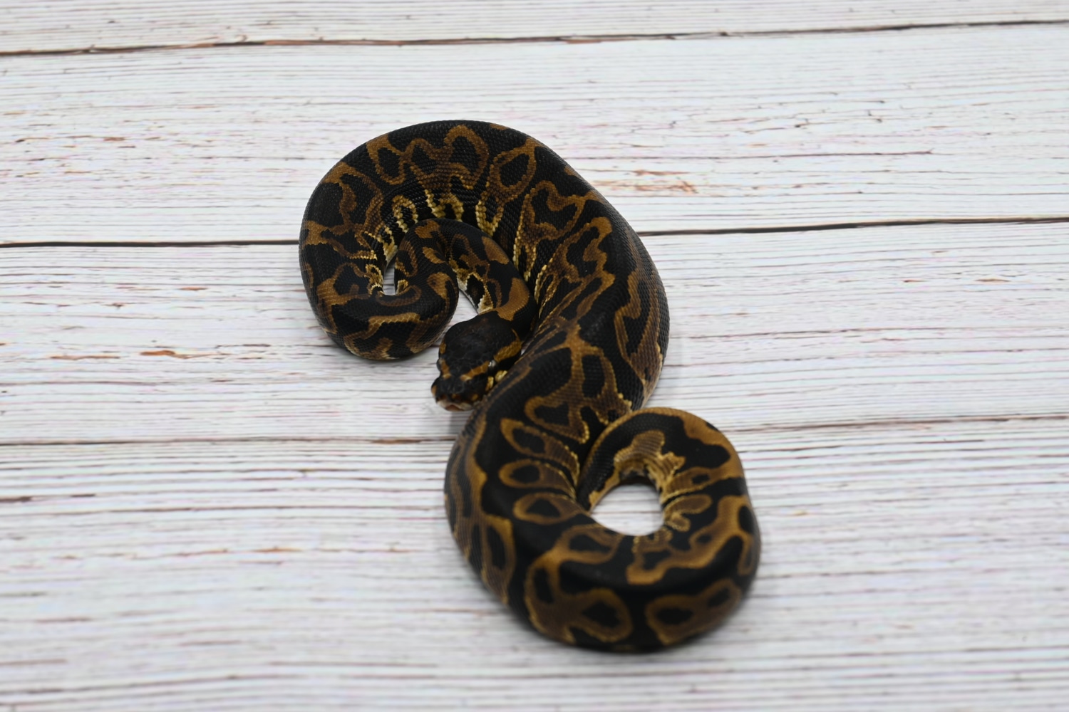 Leopard Het Red Ball Python by Wreck room snakes - MorphMarket