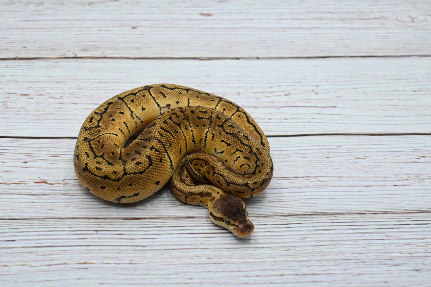 Lemon Blast Het Desert Ghost Ball Python by Wreck room snakes - MorphMarket