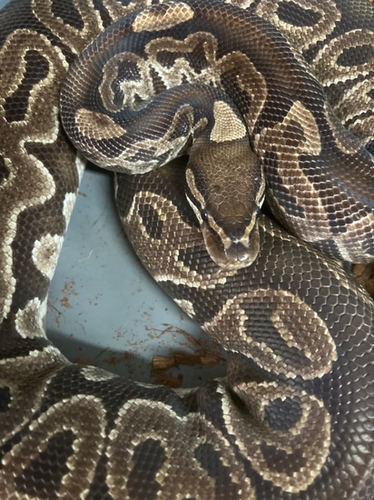 Het Red Ball Python by Wreck room snakes