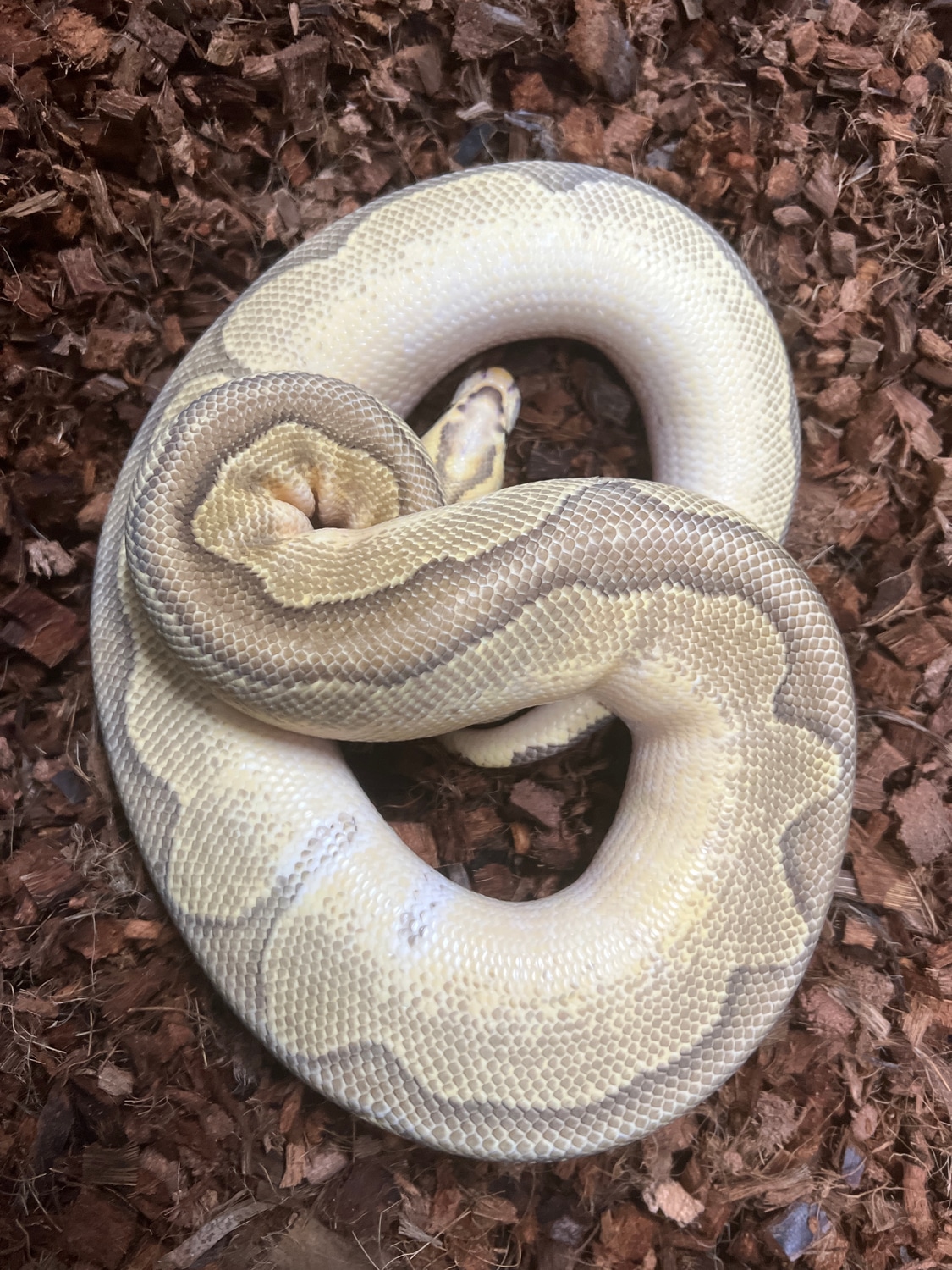 Super Vanilla Enchi Clown Poss Od Adult Male Ball Python by Wreck room ...