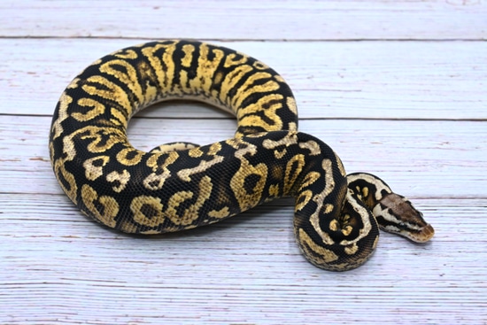 Pastel Spotnose Paint Ball Python by Wreck room snakes