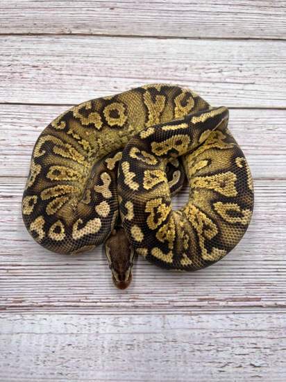 Pastel Paint Ball Python by Wreck room snakes