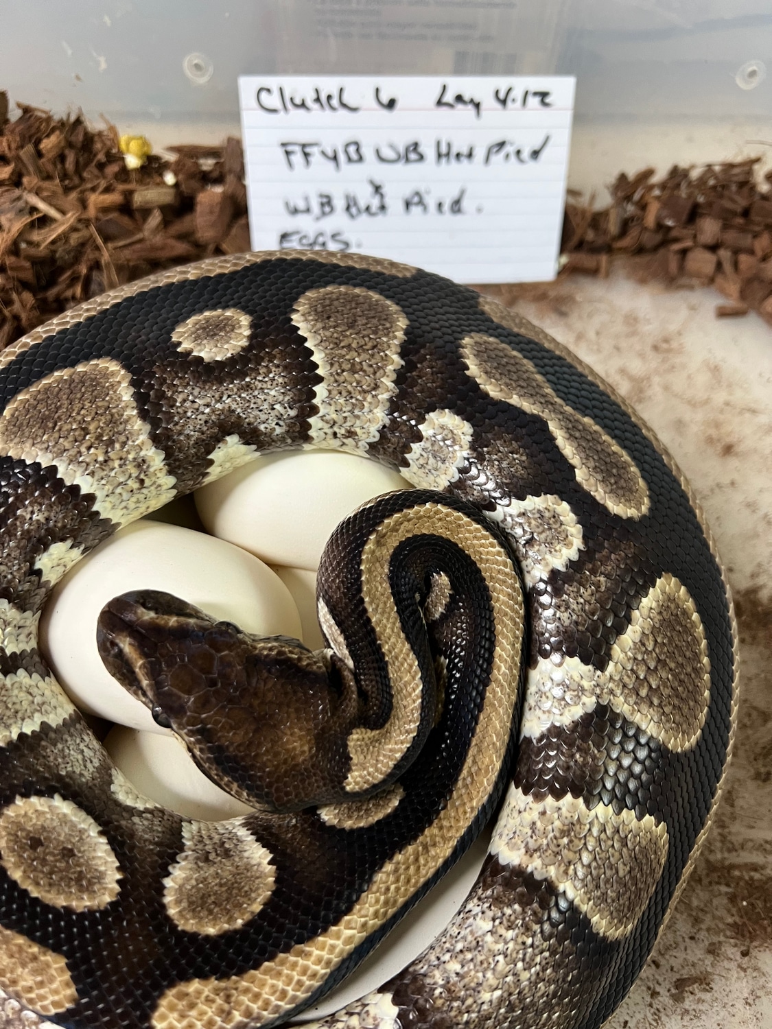 Ball Python Clutch: 23-06-ffybwbhetpiedwbhetpied by Wreck room snakes ...