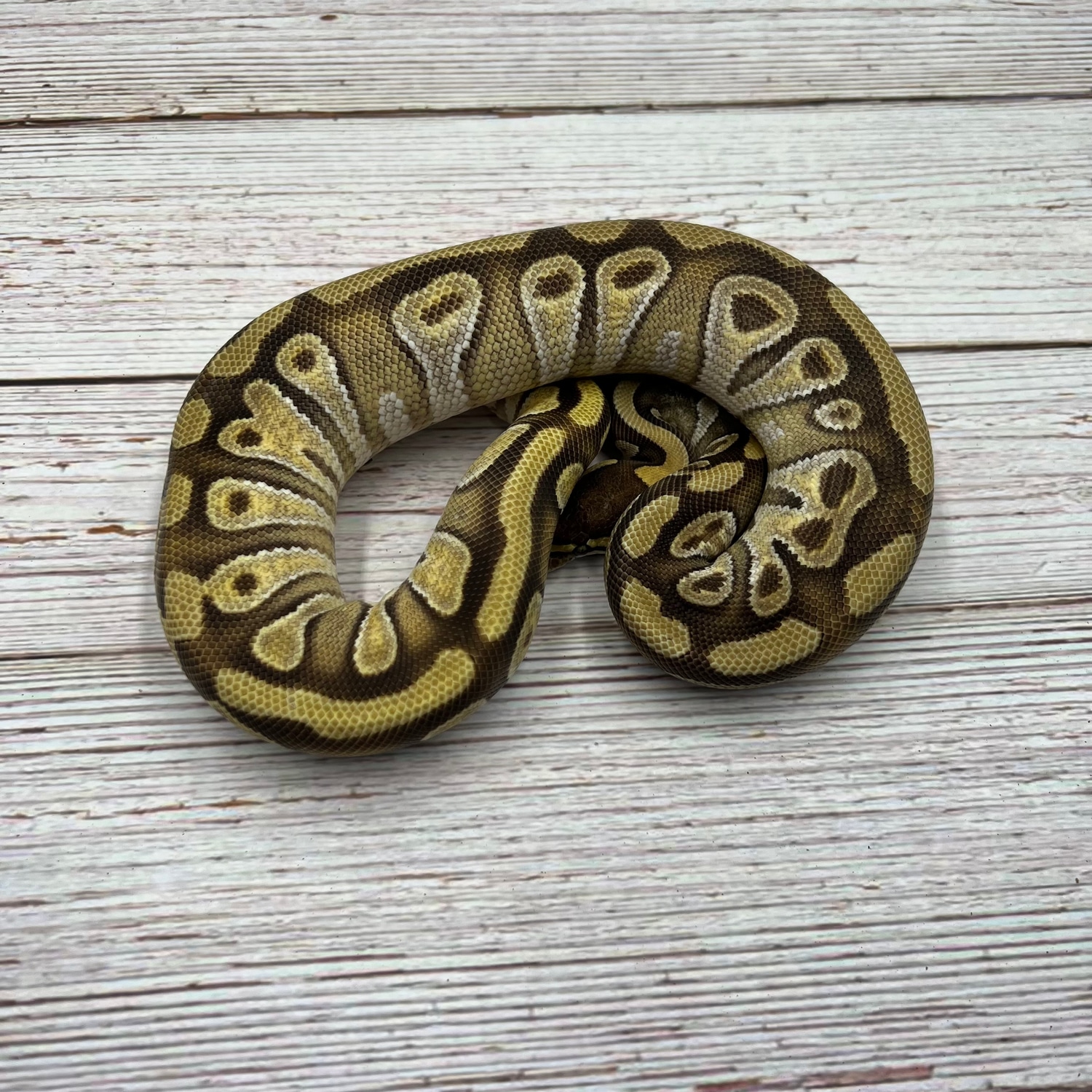 Enchi Mojave Het Clown Poss Black Head Ball Python by Wreck room snakes ...