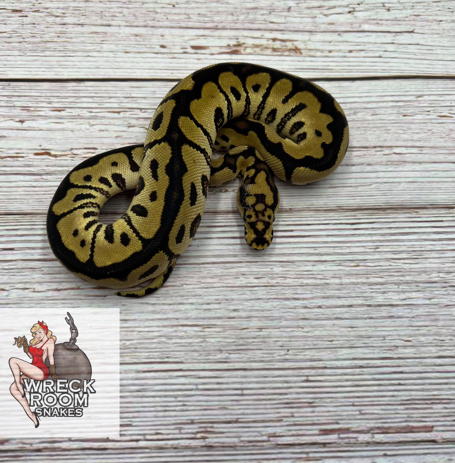 Spotnose Vanilla Clown ? Enchi Ball Python by Wreck room snakes - MorphMarket