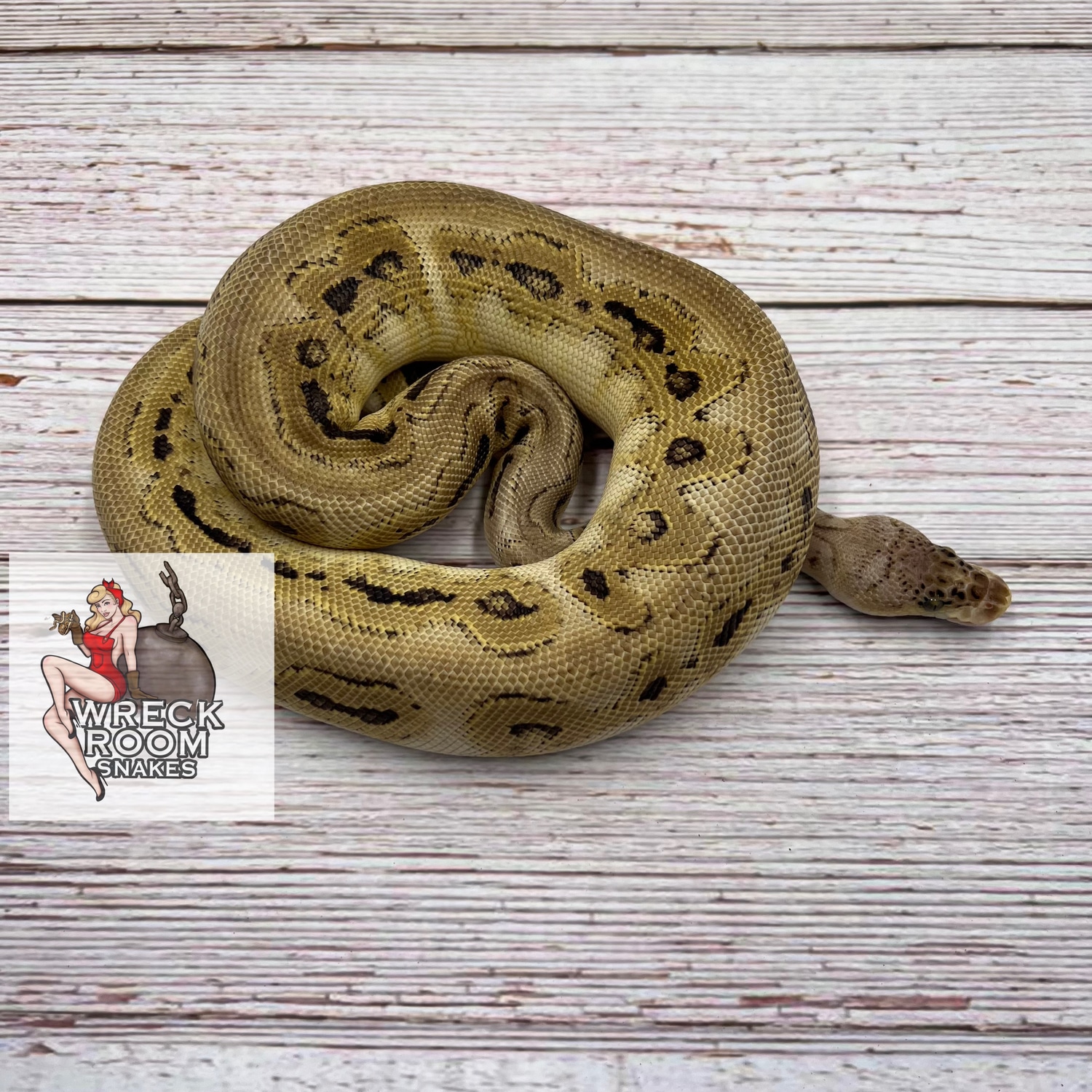 Pastel Bongo Clown Ball Python by Wreck room snakes - MorphMarket