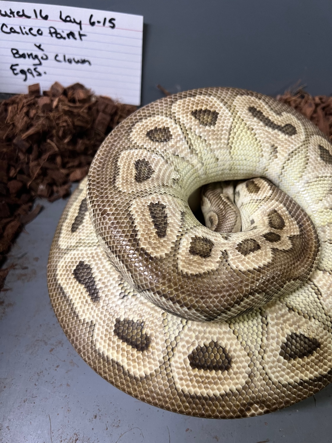 Ball Python Clutch: 23-16-calicopaintbongoclwn by Wreck room snakes ...