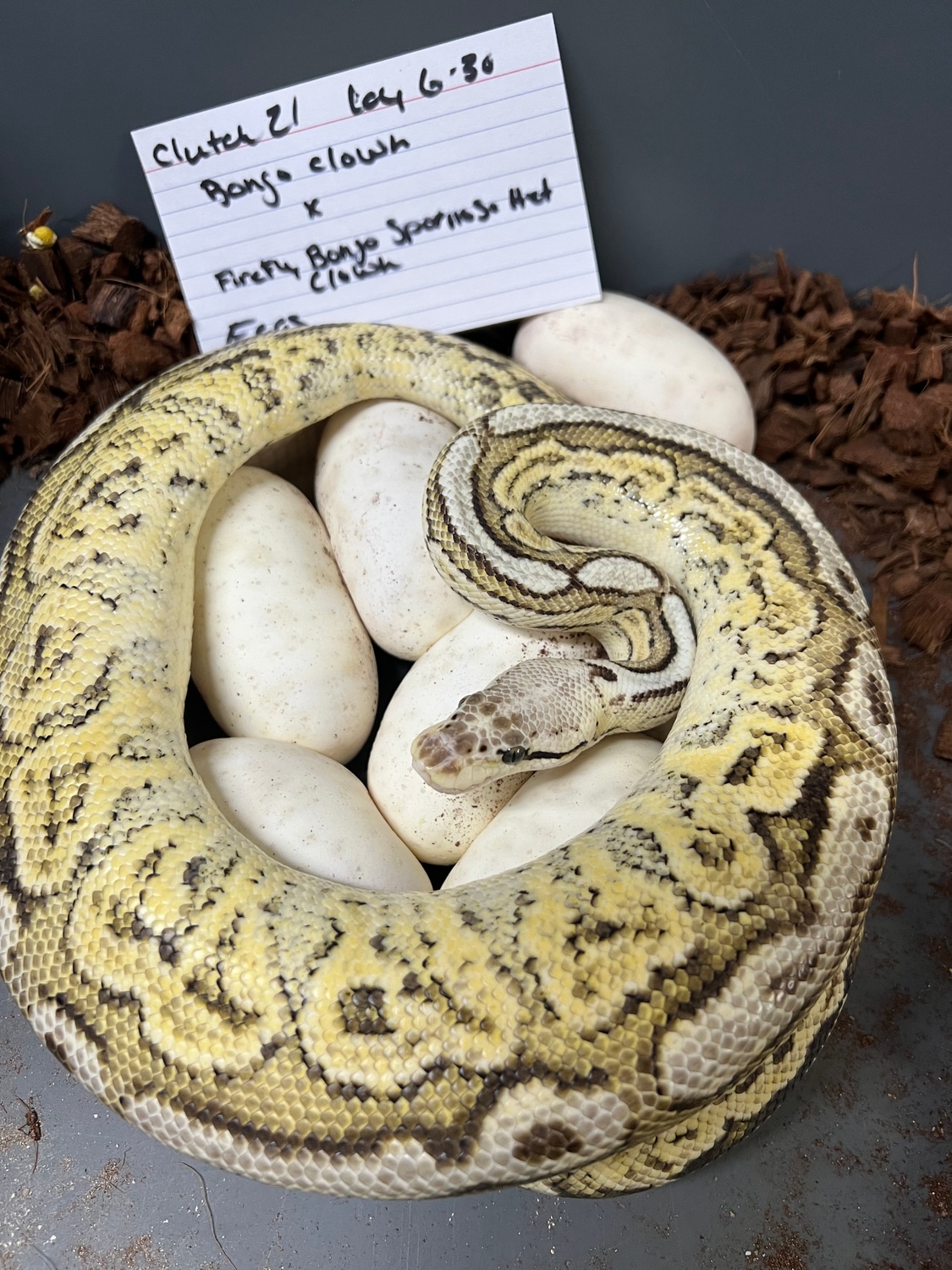 Ball Python Clutch: 23-21-bongoclwnffbongospothetclwn by Wreck room ...