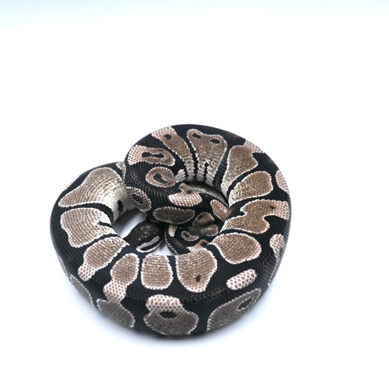 Axanthic (VPI) Ball Python by Wreck room snakes
