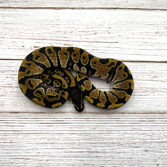 Lace Black Back Het Piebald Ball Python by Wreck room snakes